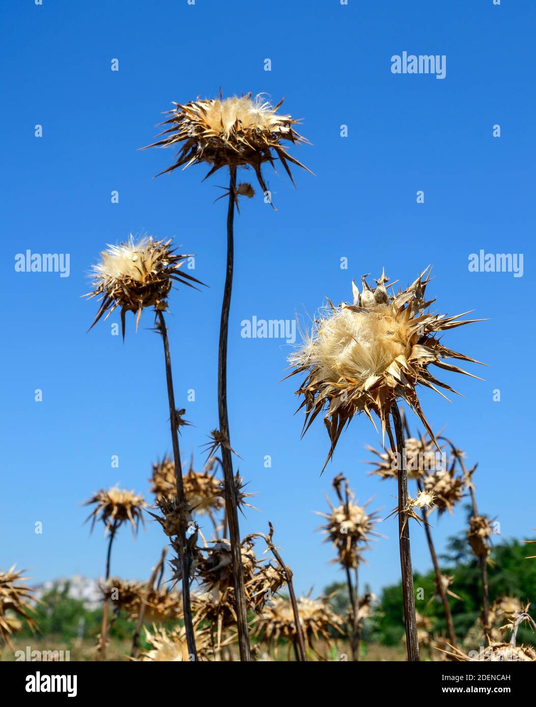 Dry thistle. Dry thistle at the end summer Stock Photo - Alamy