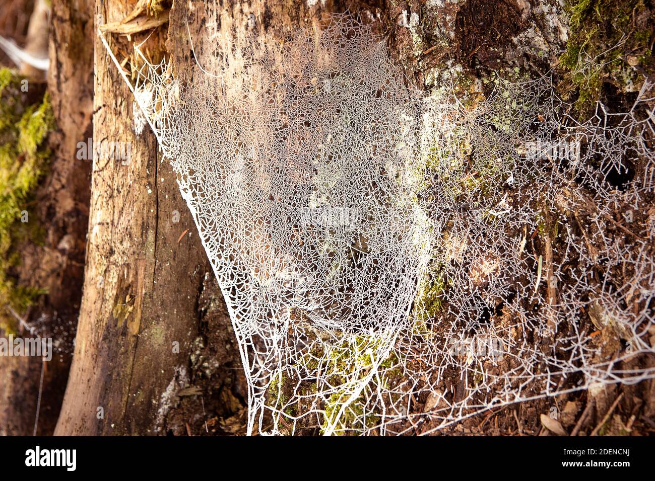 Frozen spiderweb in the forest close-up Stock Photo - Alamy