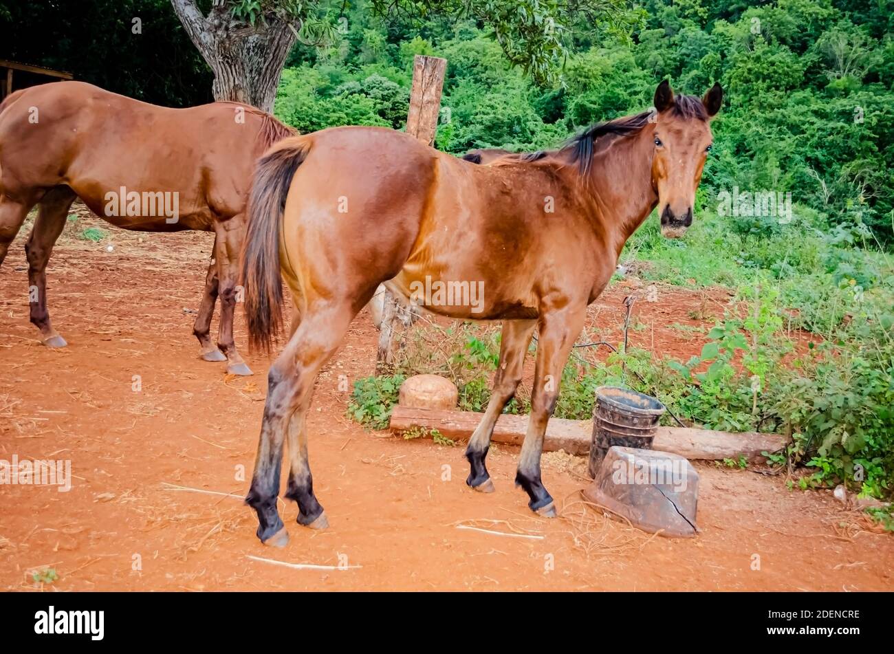 Two buckets attached hi-res stock photography and images - Alamy