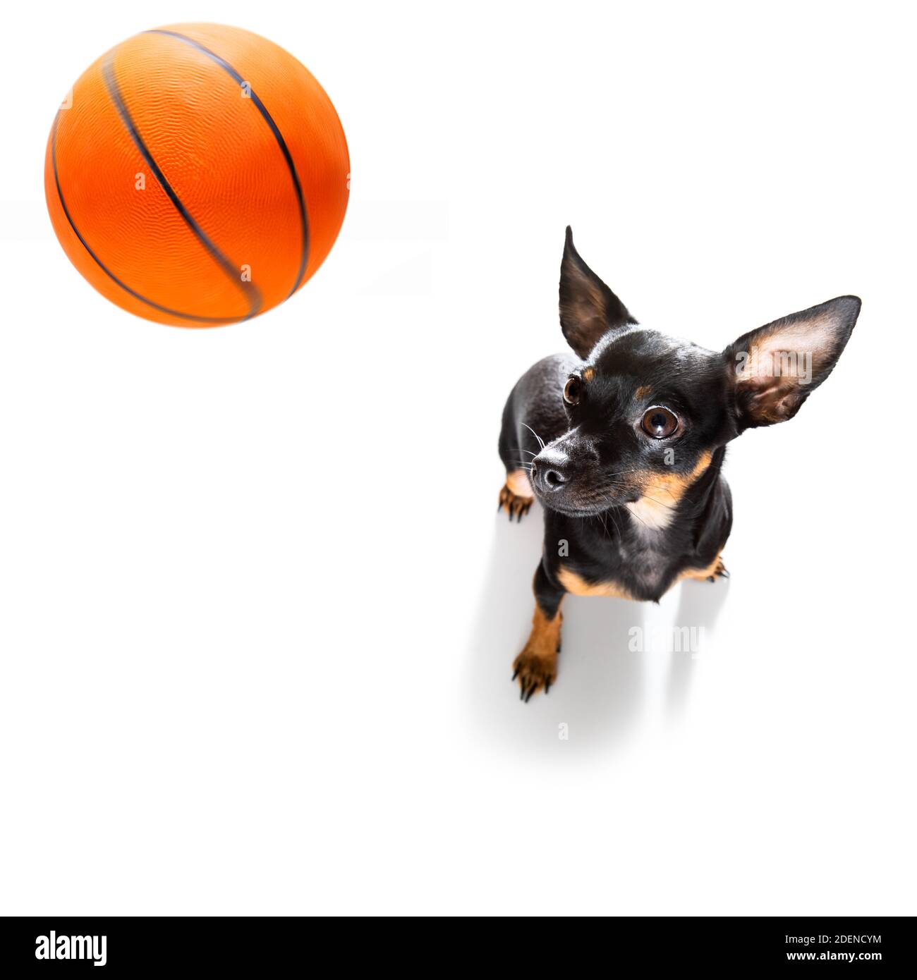 Dogs Playing Basketball