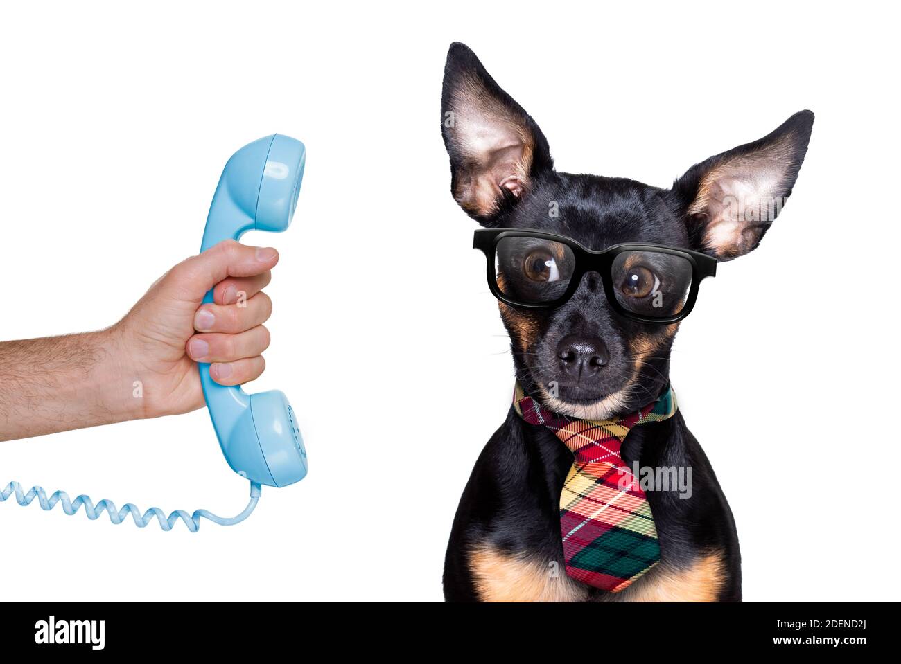 prague ratter dog on the phone or telephone isolated on white ...
