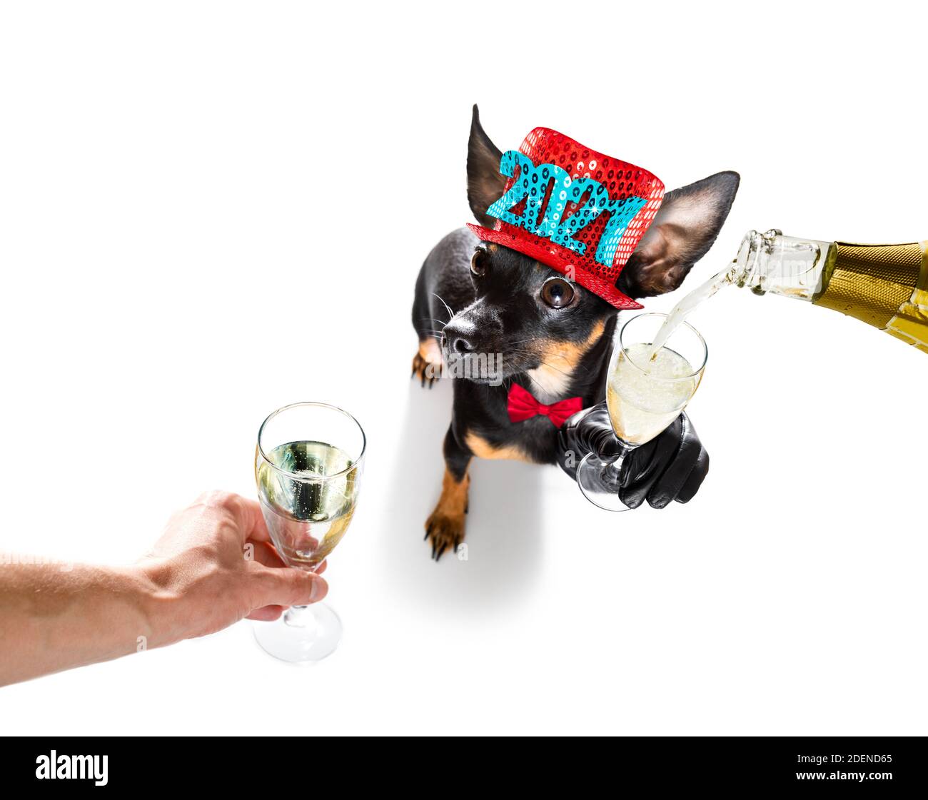 prague ratter , praguer rattler dog celebrating new years eve with ...