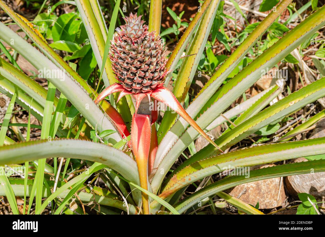 Inflorescence stalk hi-res stock photography and images - Alamy