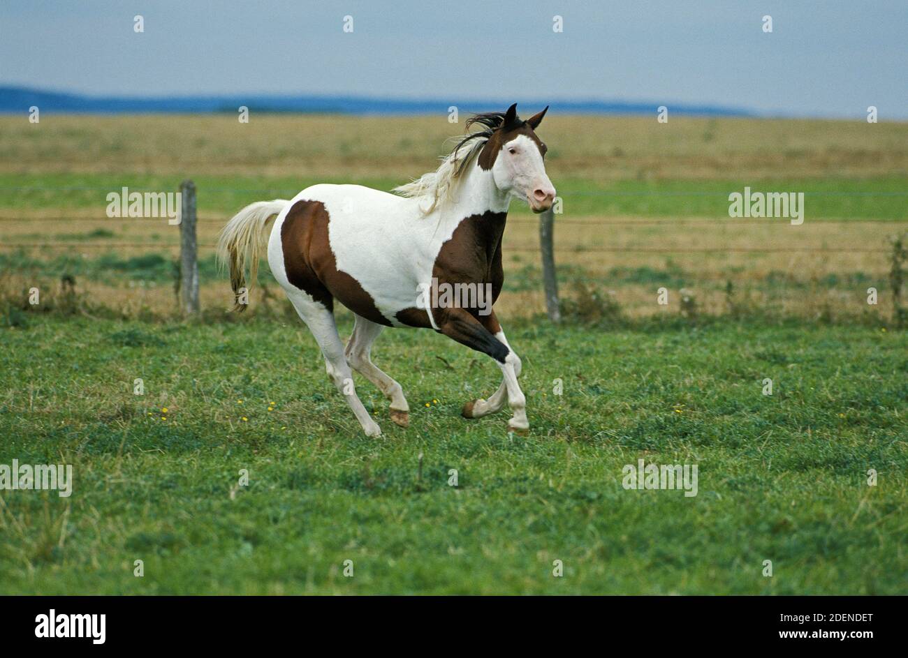 Paint Horse, Adult Galloping through Paddock Stock Photo - Alamy