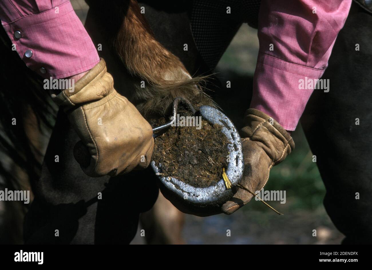 Woman with Horse, Cleaning Hoof, Picking out Horse Foot Stock Photo - Alamy