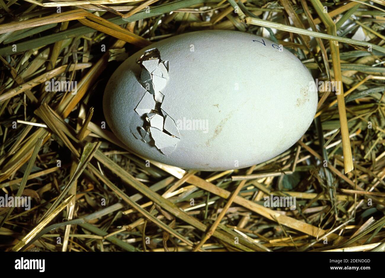 White Stork, ciconia ciconia, Chick Hatching from Egg in Nest Stock ...