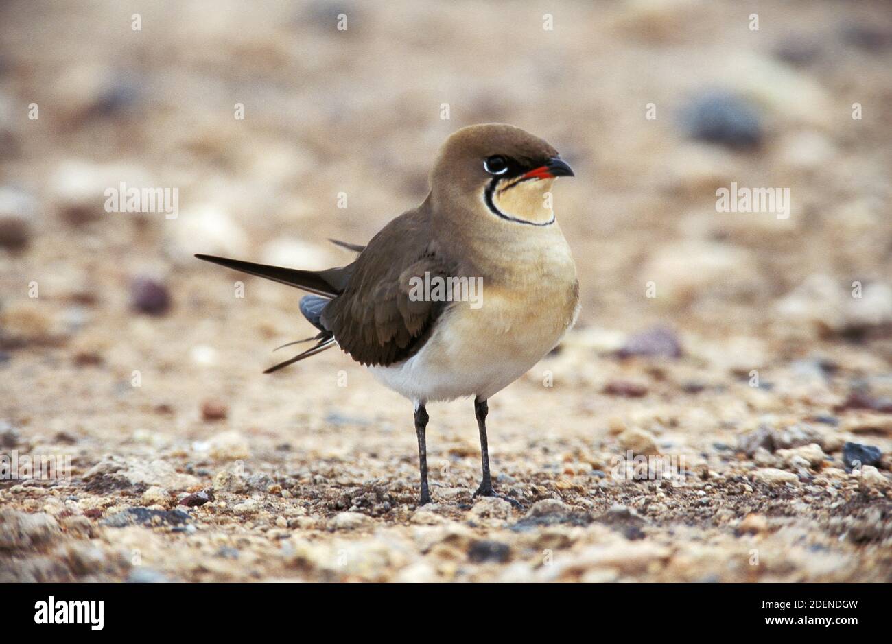 Adult collared pratincole hi-res stock photography and images - Alamy