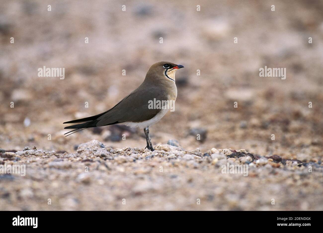 Adult collared pratincole hi-res stock photography and images - Alamy