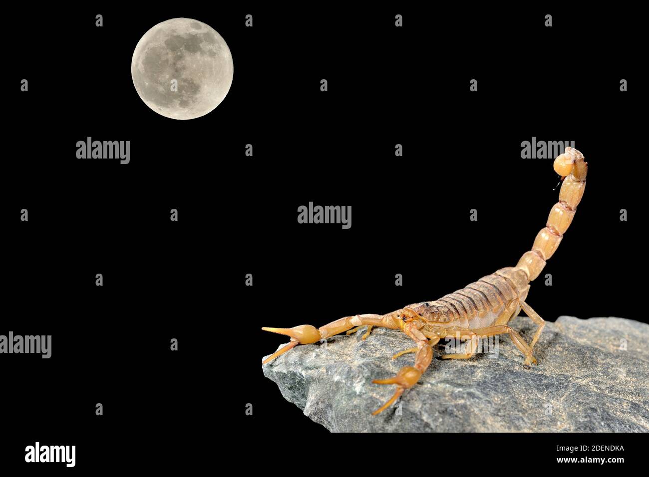 European Scorpion High Resolution Stock Photography and Images - Alamy