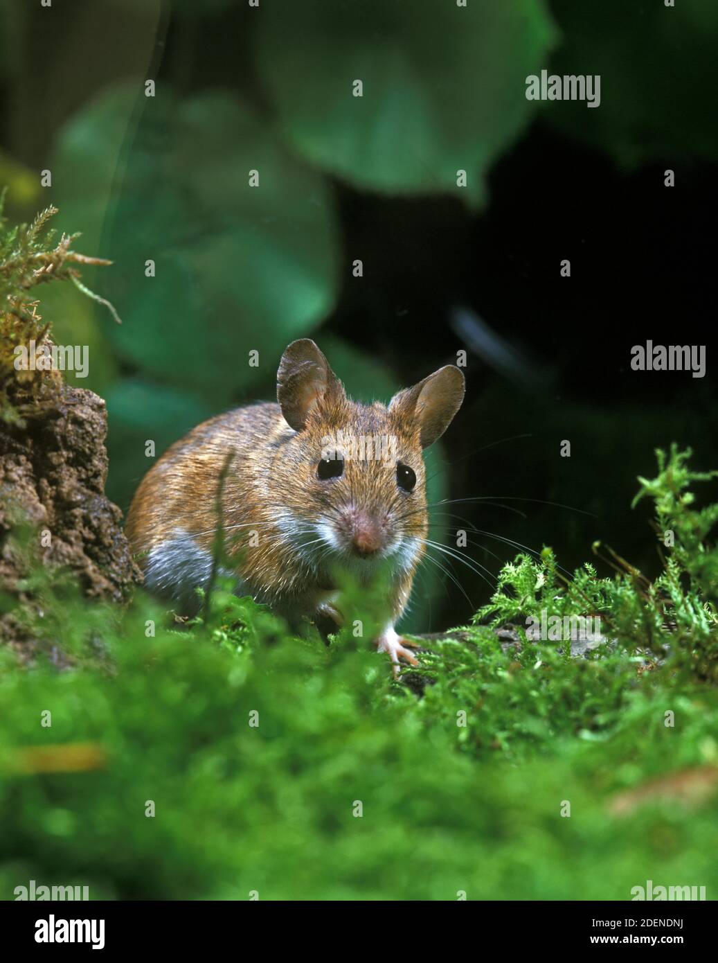 Yellow Necked Mouse, apodemus flavicollis, Adult standing on Moss Stock ...