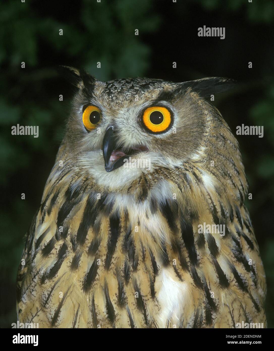 European Eagle Owl, bubo bubo, Portrait of Adult Stock Photo - Alamy