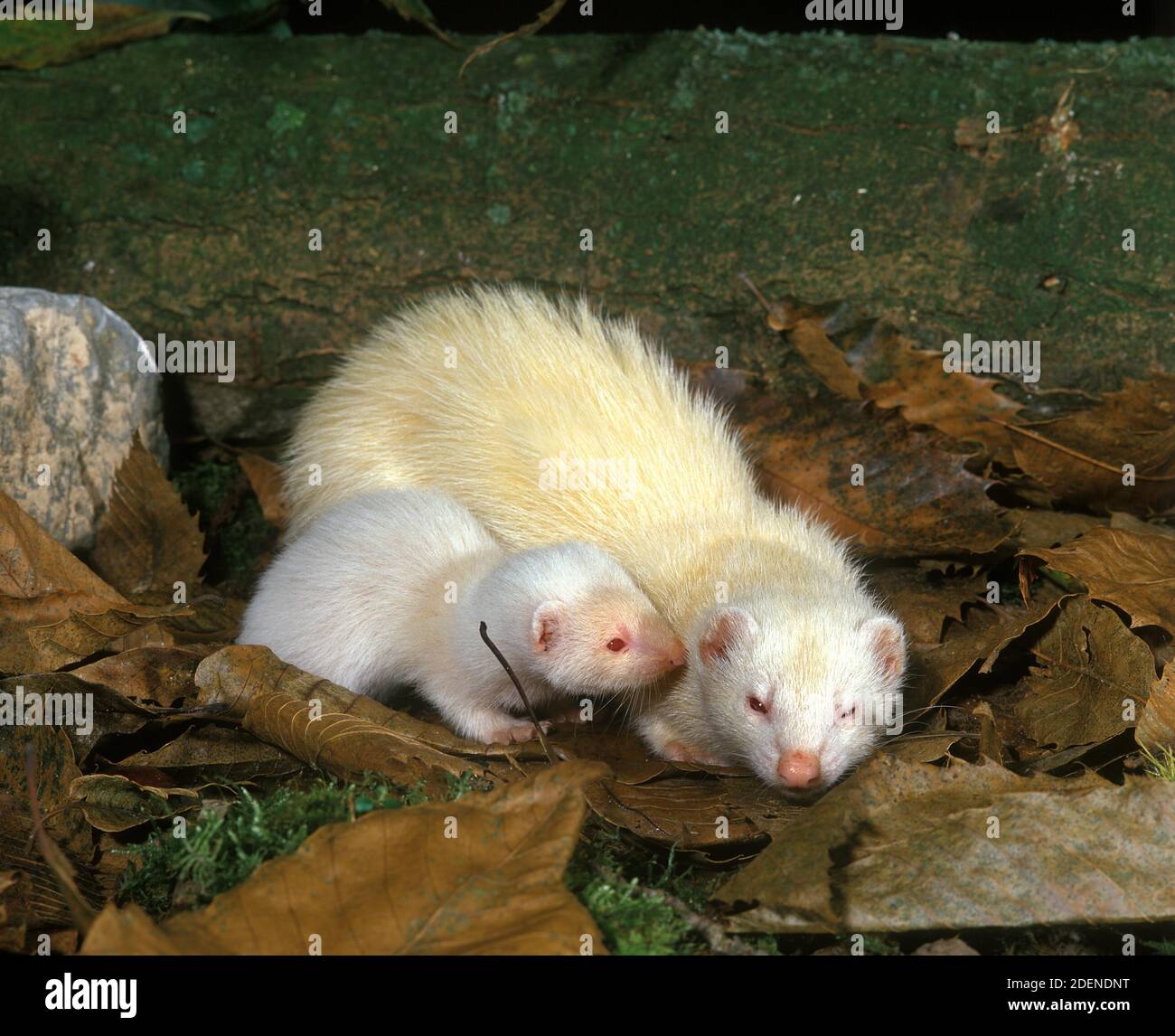 Ferret, mustela putorius furo, Female with Young Stock Photo - Alamy