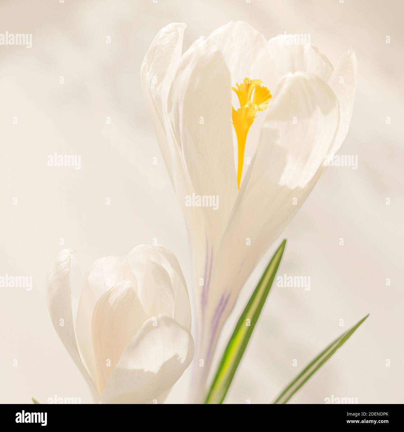 Delicate bright spring mood background image with white crocus flower ...