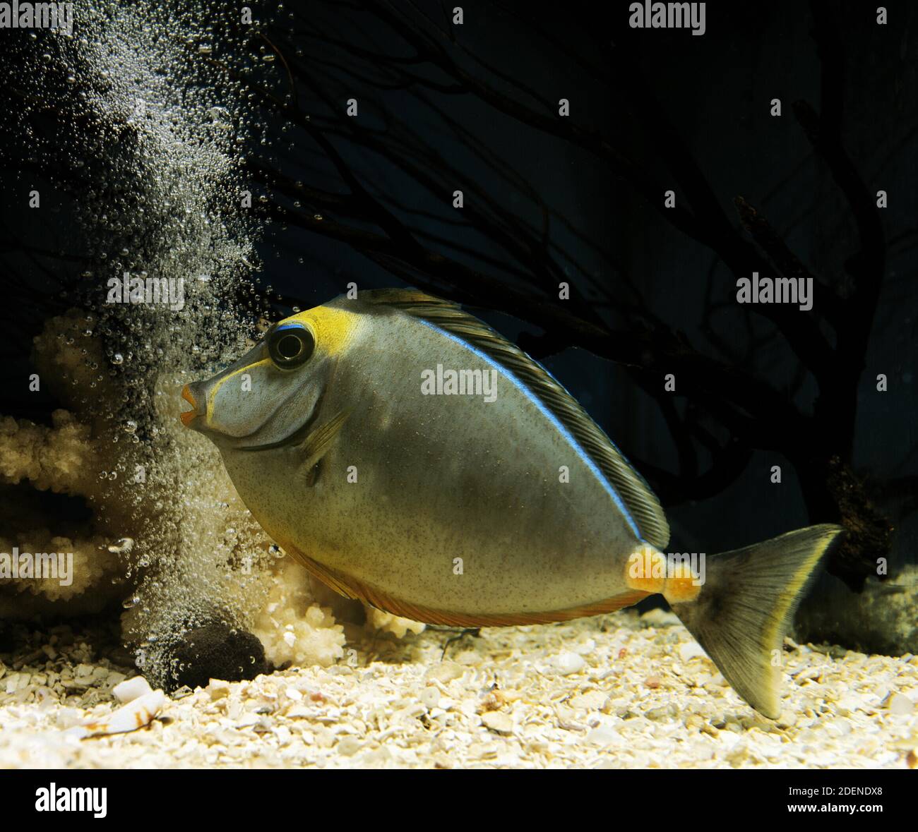 Naso tang naso lituratus hi-res stock photography and images - Alamy