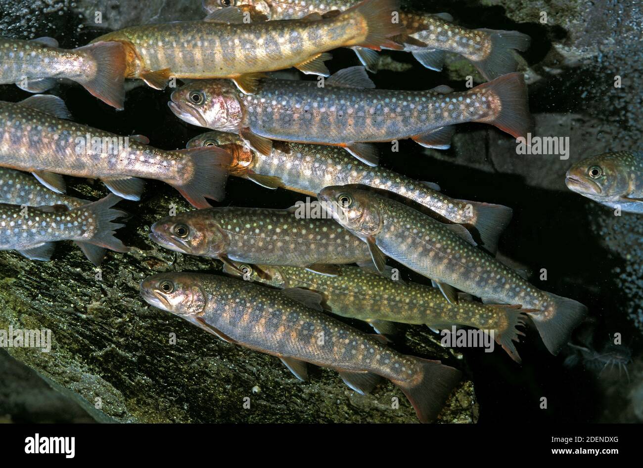 White Spotted Char, salvelinus leucomaenis Stock Photo - Alamy