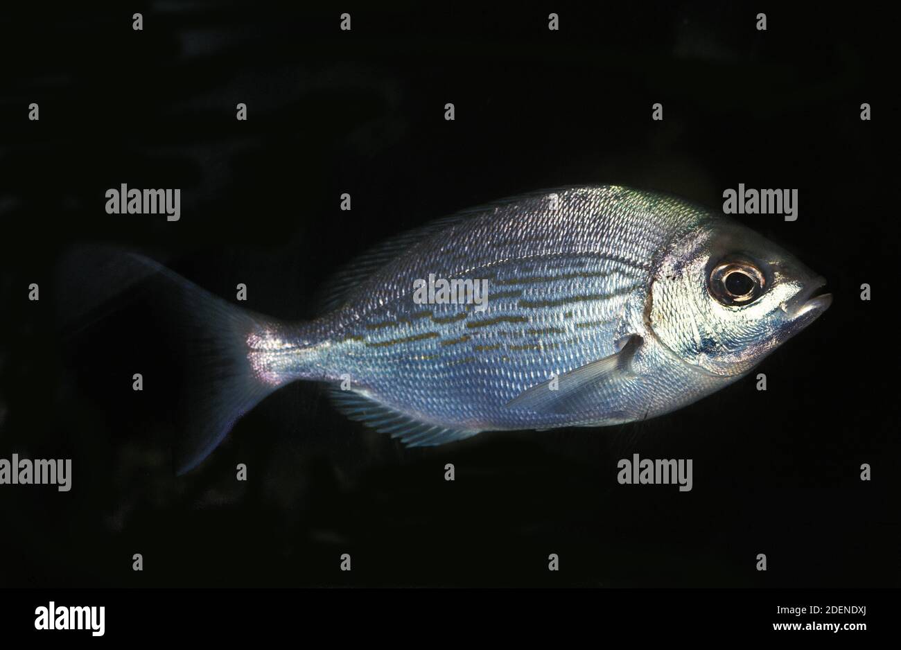 Grey Sea Bream, cantharus griseus, Adult against Black Background Stock ...
