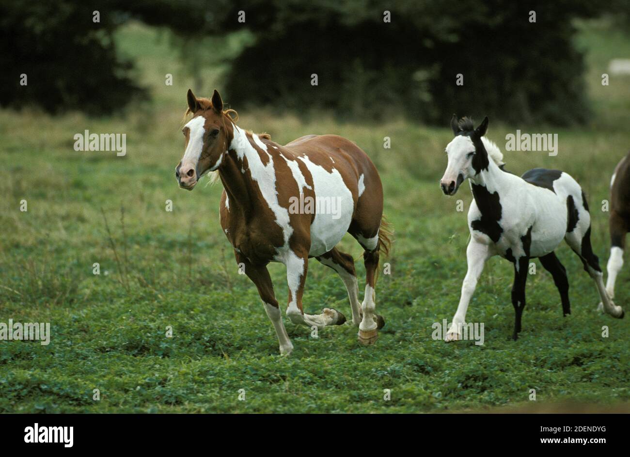 Paint Horse, Mare with Foal Stock Photo - Alamy