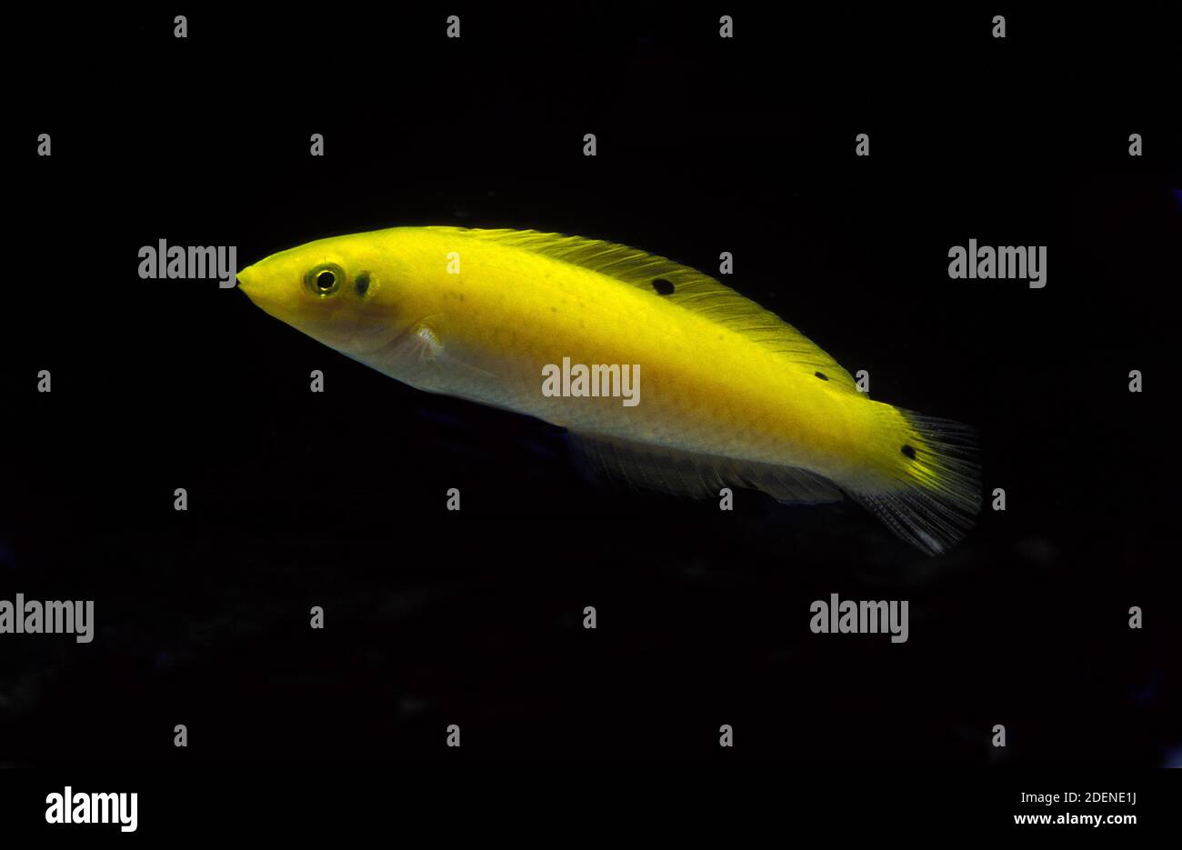 Yellow Wrasse or Canary Wrasse, halichoeres chrysus, Fish against Black ...