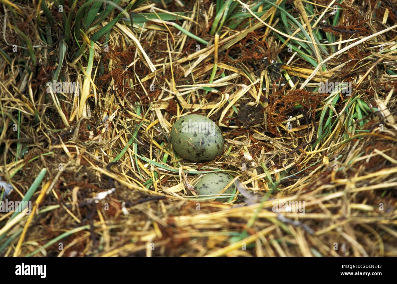 Great Skua, stercorarius skua, Eggs in Nest, Antarctica Stock Photo - Alamy