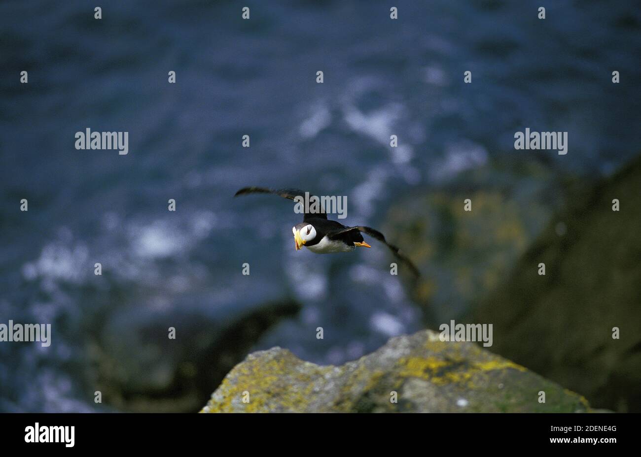 Flying horned puffin hi-res stock photography and images - Alamy