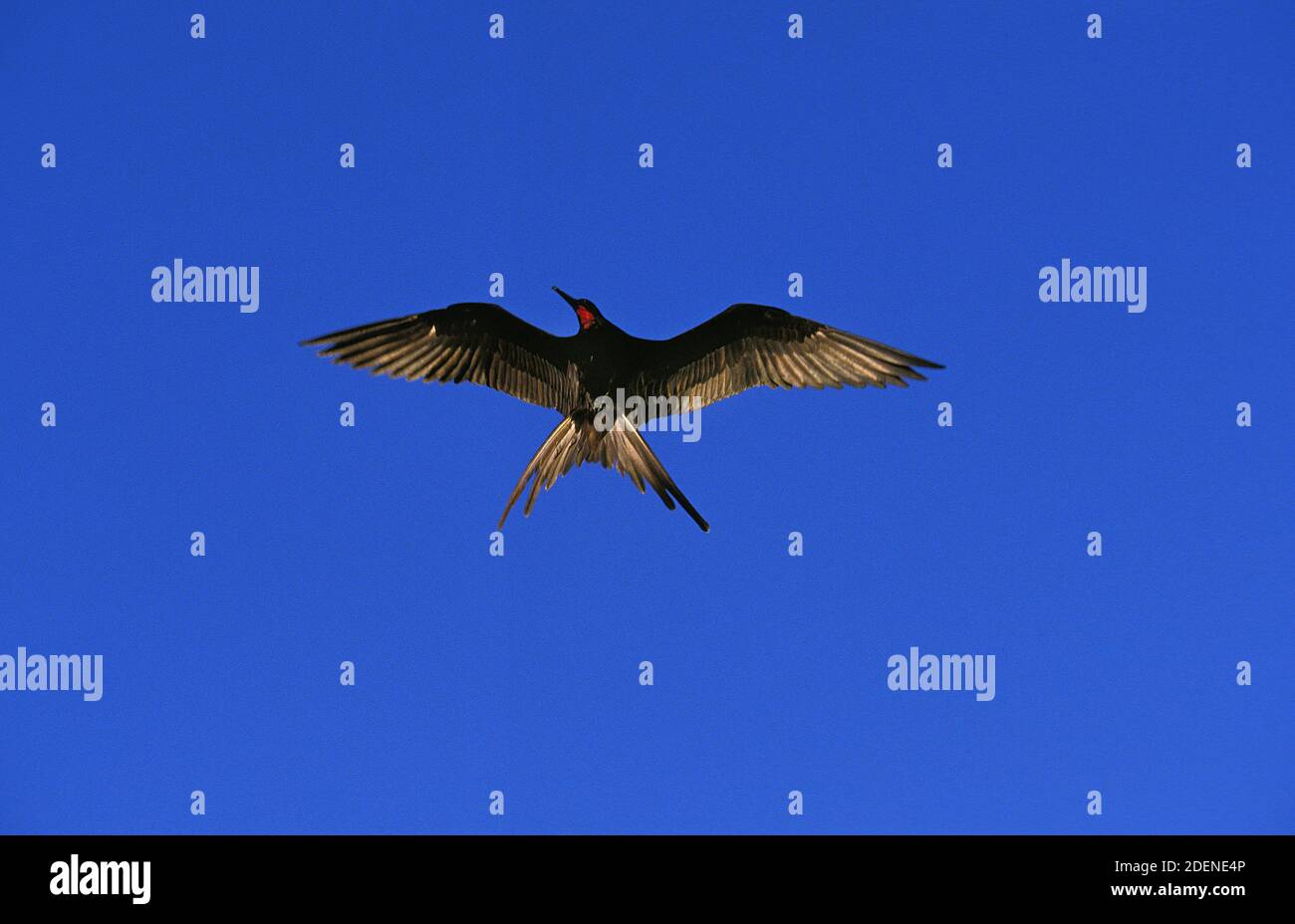 Magnificent Frigatebird, fregata magnificens, Male in Flight, Mexico ...