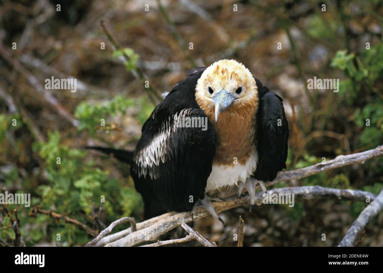 Magnificent Frigatebird, fregata magnificens, Immature standing on ...