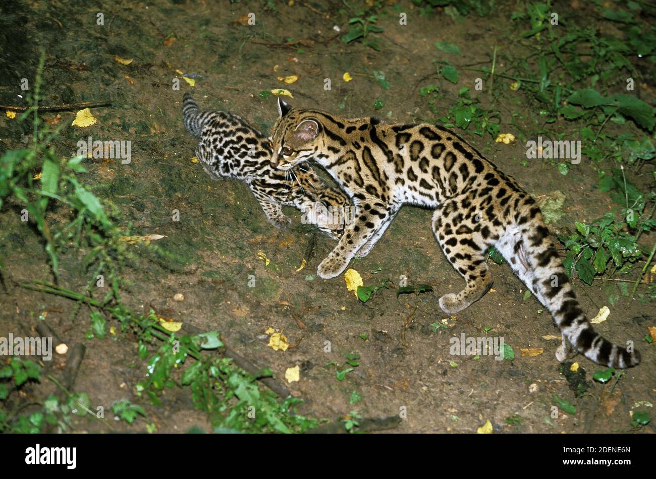 Margay Cat, leopardus wiedi, Female with Cub Stock Photo - Alamy