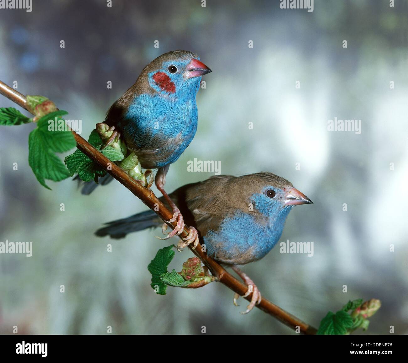 Red-Cheeked Cordon Bleu, uraeginthus bengalus, Pair standing on Branch ...