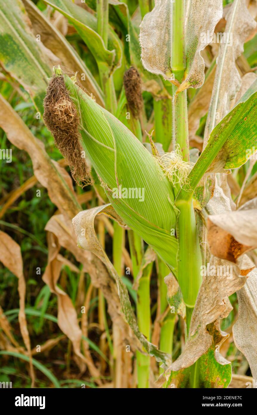 Corn stover hi-res stock photography and images - Alamy