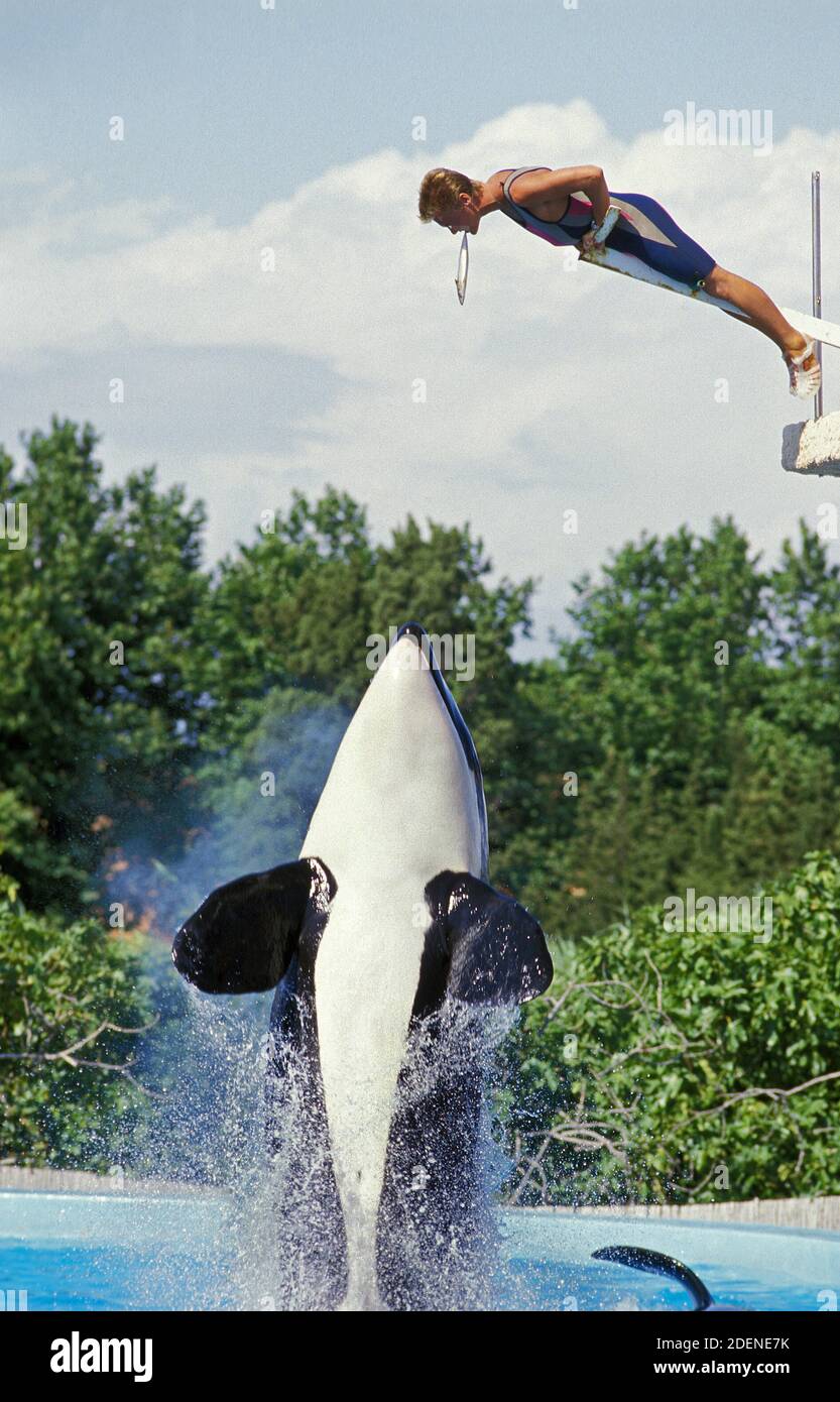 Orca training hi-res stock photography and images - Alamy
