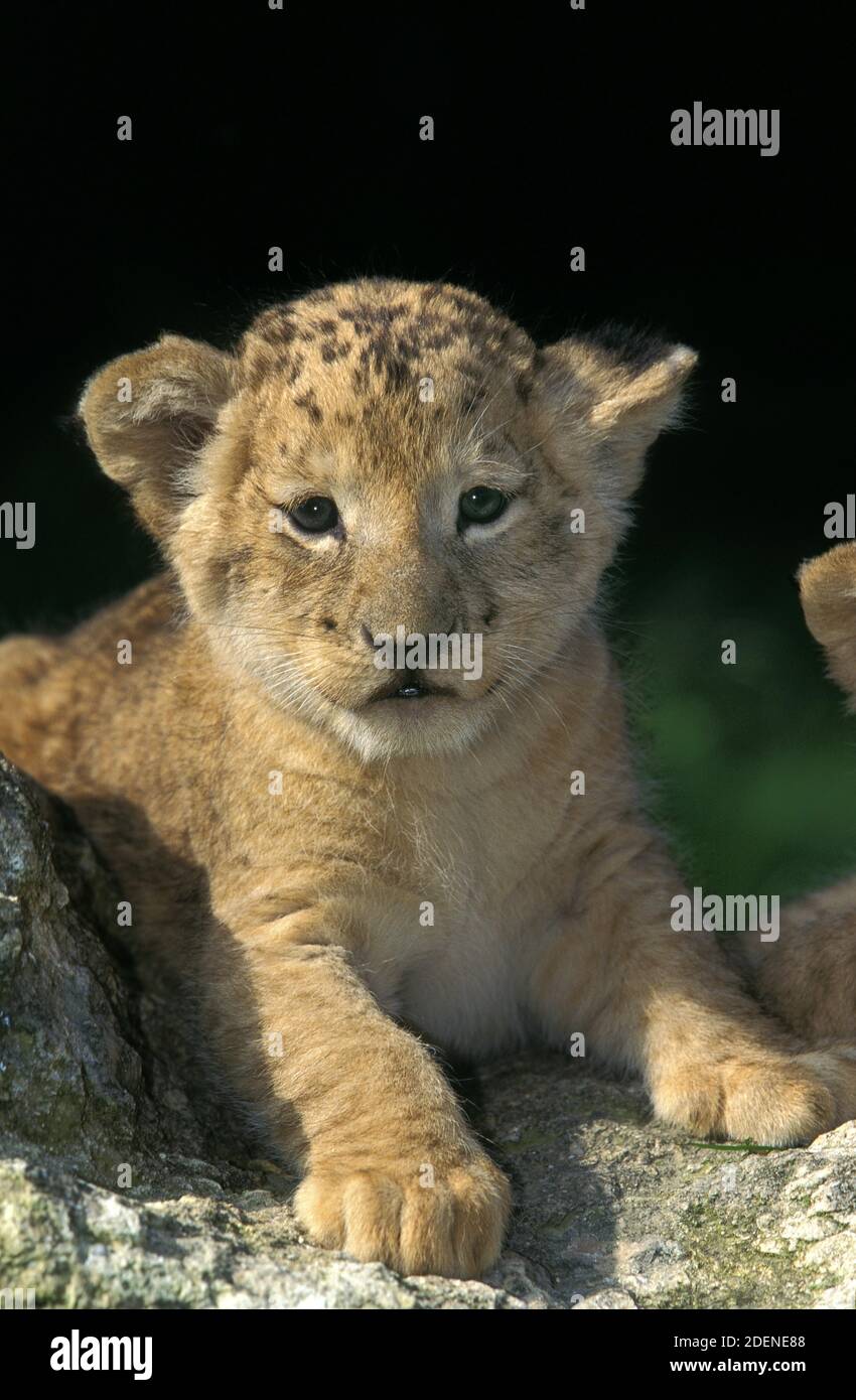 African Lion, panthera leo, Cub Stock Photo - Alamy