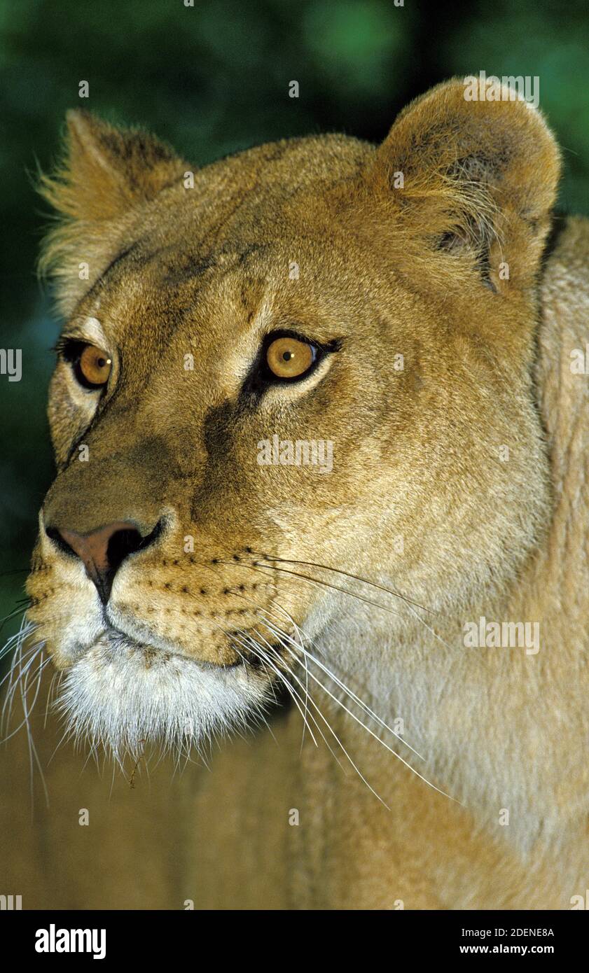 African Lion, panthera leo, Portrait of Female Stock Photo - Alamy