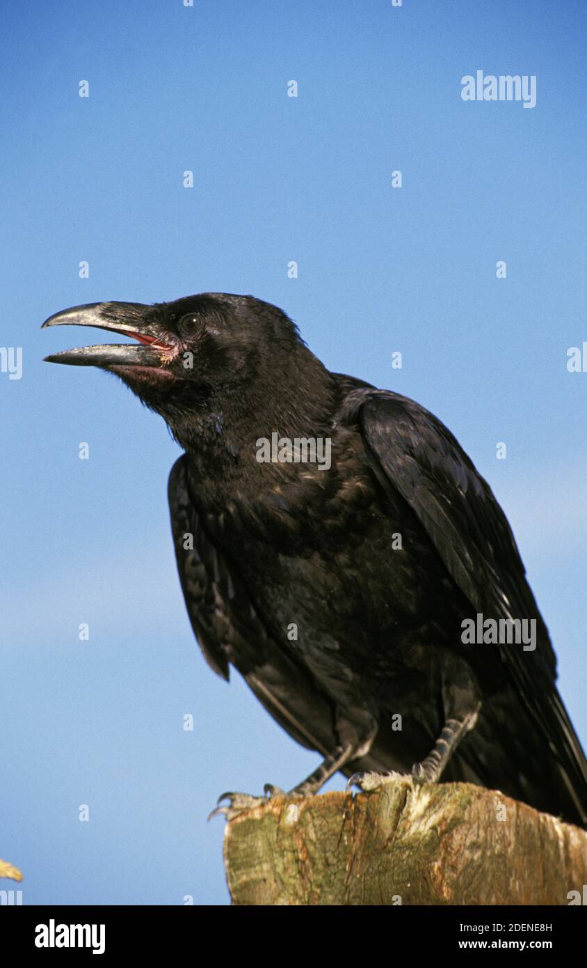 Common Raven, corvus corax, Adult calling, Cawing Stock Photo - Alamy