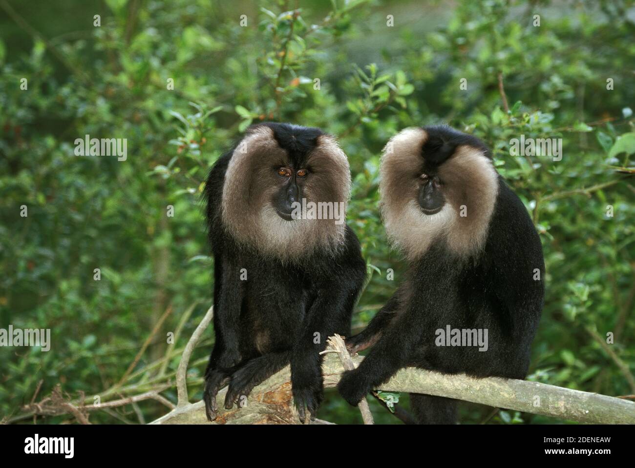 Lion Tailed Macaque, macaca silenus, Adults sitting on Branch Stock ...