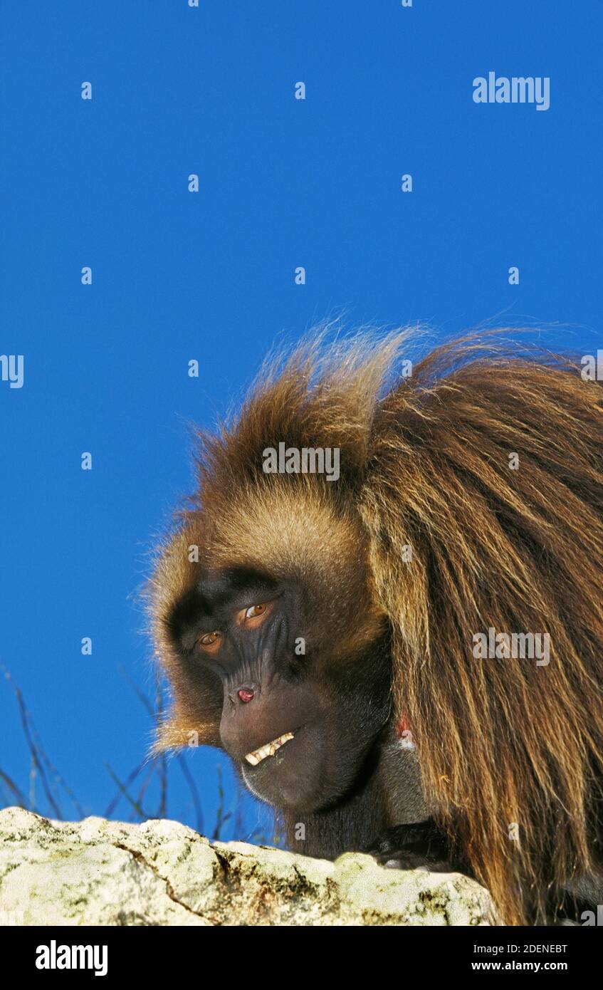 Gelada monkey in profile hi-res stock photography and images - Alamy
