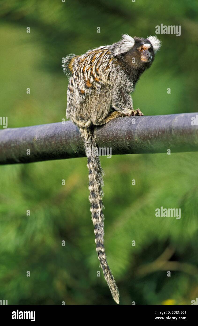 Common Marmoset Adult