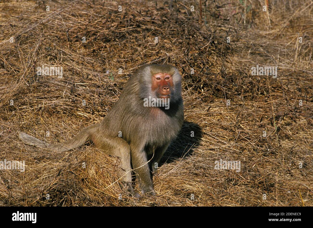 Hamadryas Baboon, papio hamadryas, Female Stock Photo - Alamy