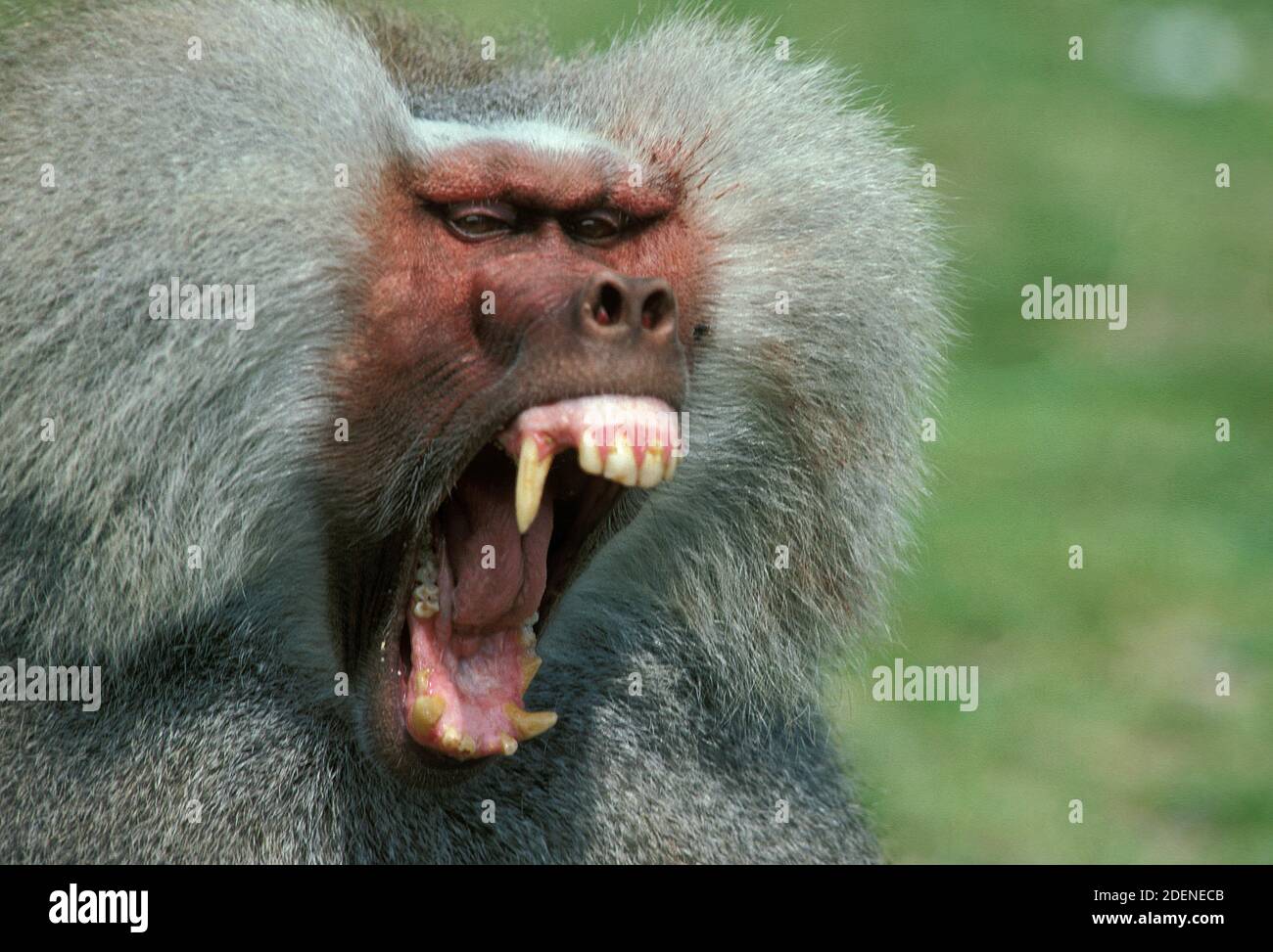 Hamadryas Baboon, papio hamadryas, Male with Open Mouth, Defensive ...