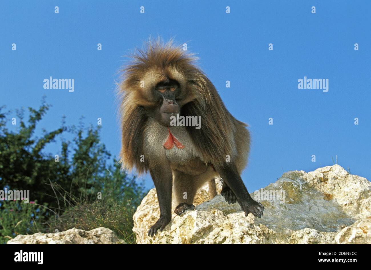 Gelada Baboon, theropithecus gelada, Male standing on Rock Stock Photo ...