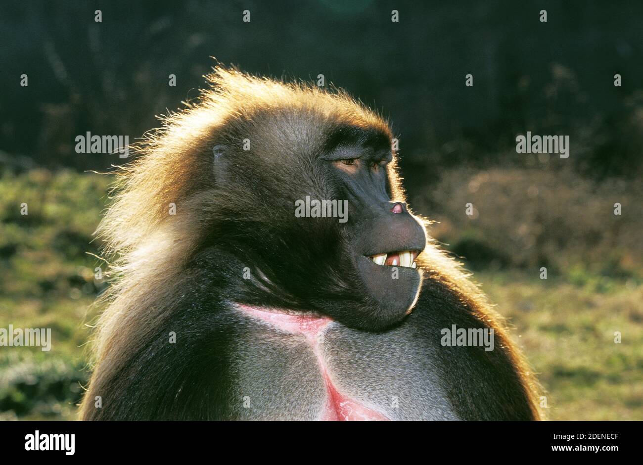 Gelada Baboon, theropithecus gelada, Portrait of Male Stock Photo - Alamy