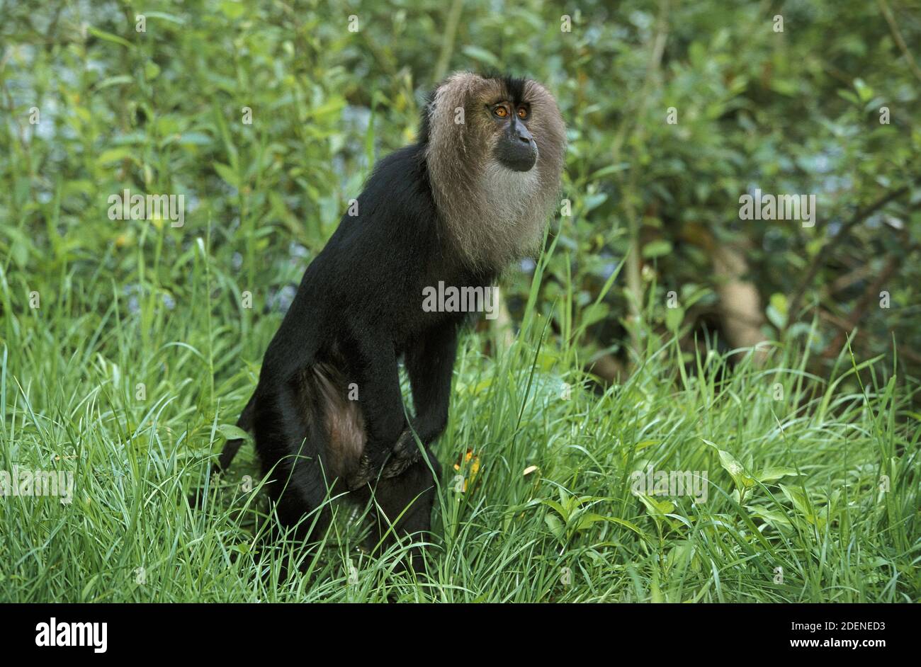 LION TAILED MACAQUE macaca silenus Stock Photo - Alamy