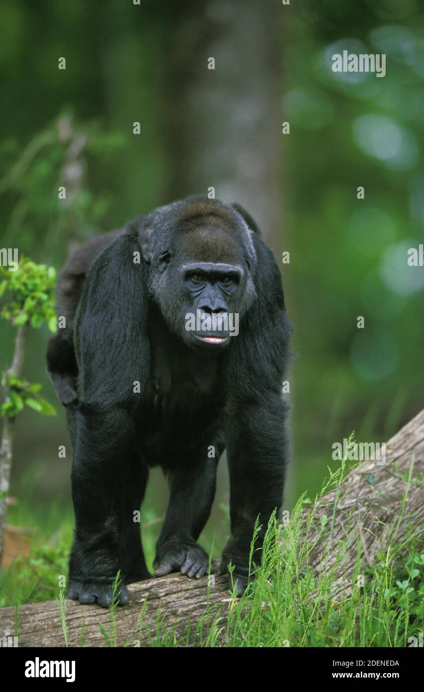 Gorilla, gorilla gorilla, Female Stock Photo - Alamy