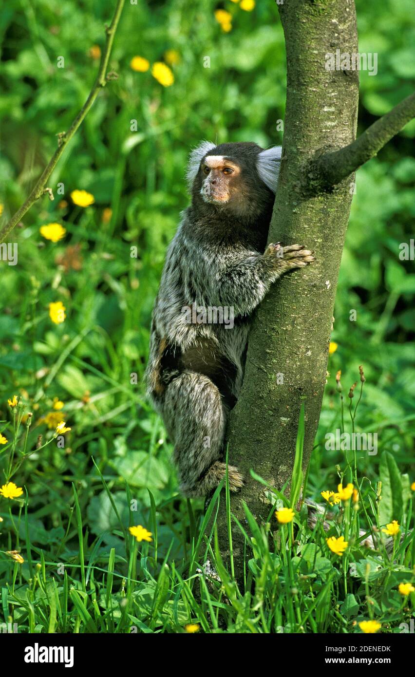 COMMON MARMOSET callithrix jacchus Stock Photo - Alamy