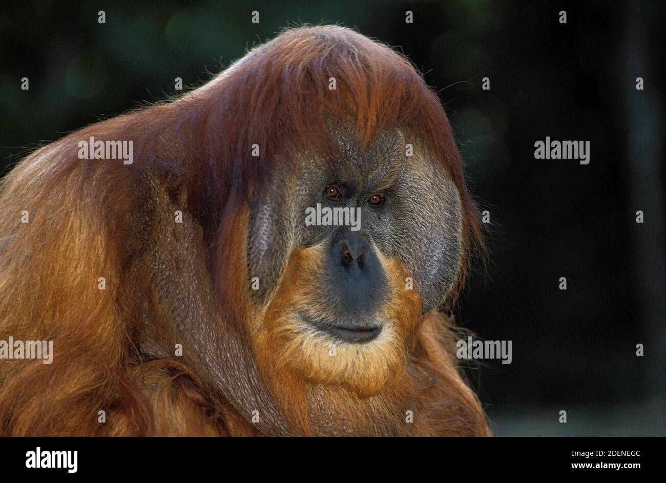 Orang Utan, pongo pygmaeus, Portrait of Male Stock Photo - Alamy