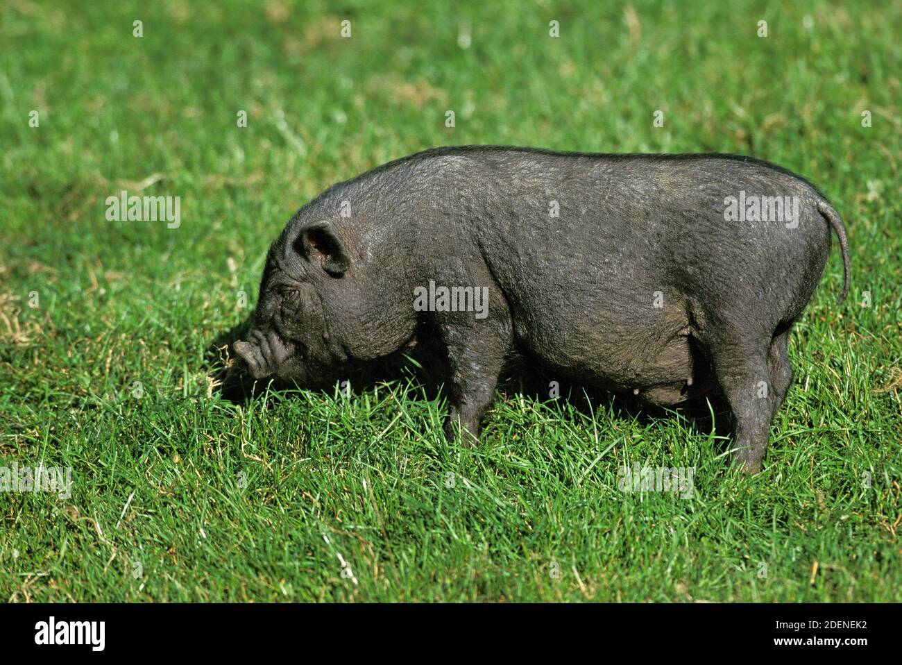 Vietnamese Pot-Bellied Pig, sus scrofa domesticus, Female standing on ...