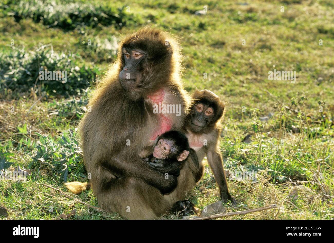 Gelada Baboon, theropithecus gelada, Female sitting on Grass with Baby ...