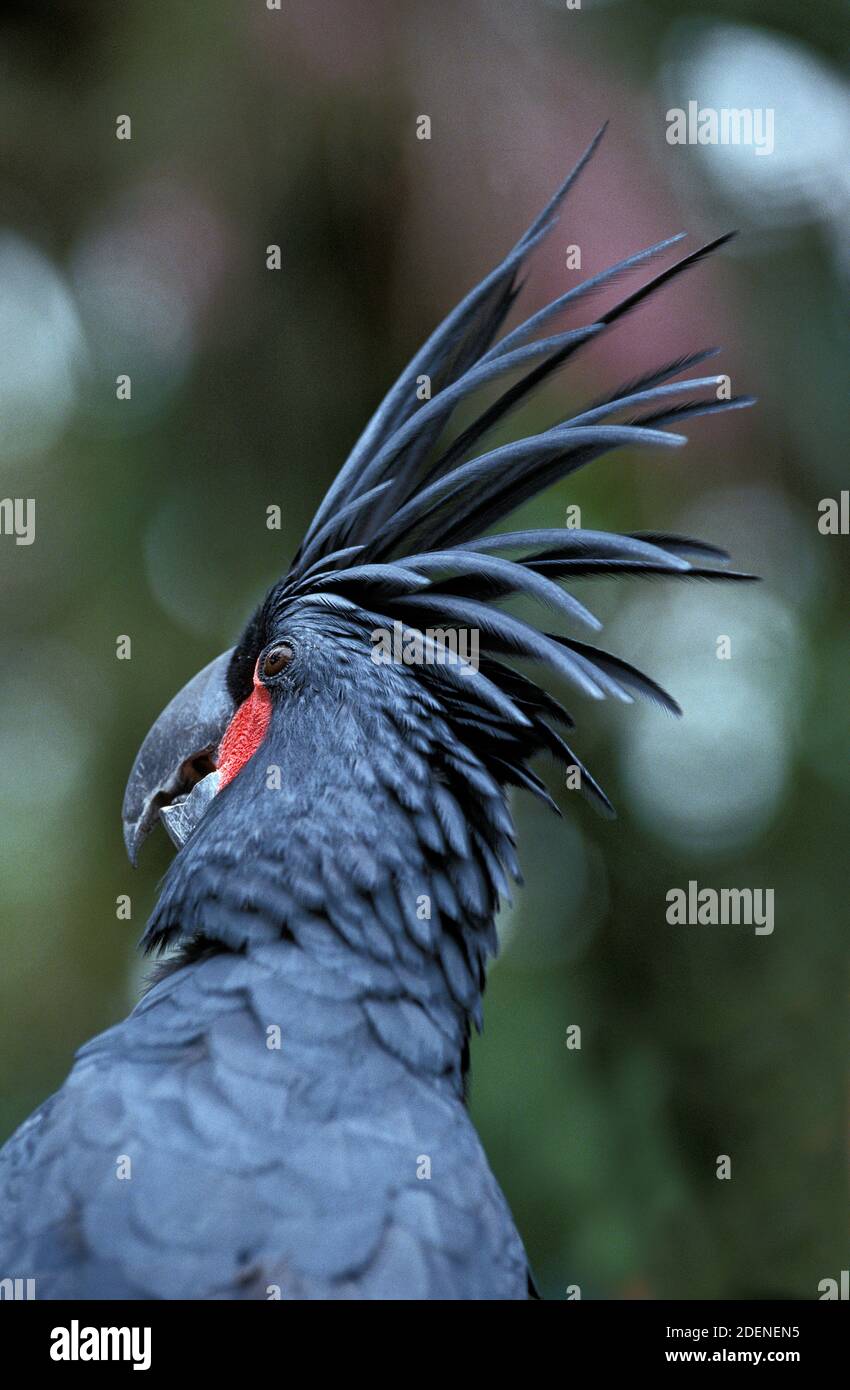 Palm Cockatoo, probosciger aterrimus, Adult with Crest Raised Stock ...