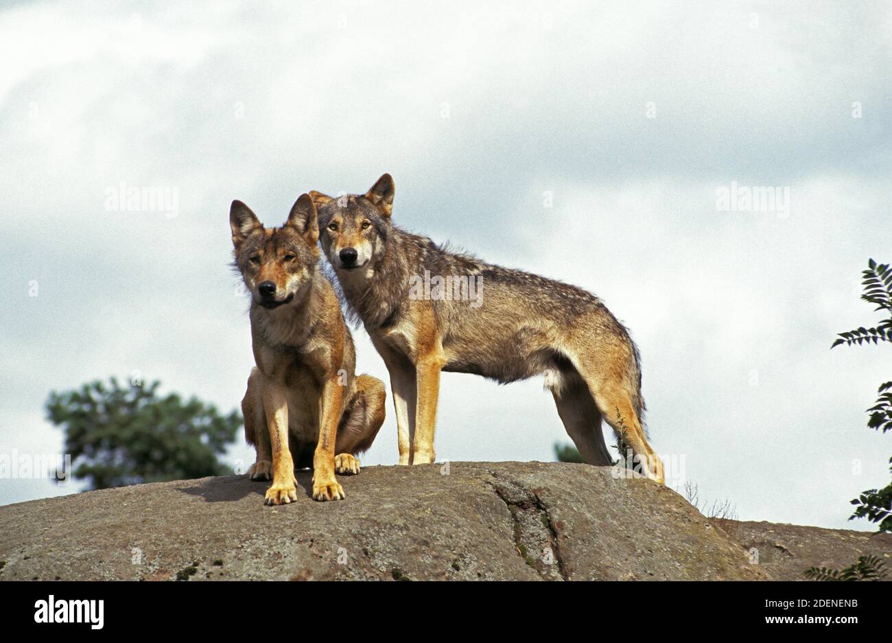European Wolf, canis lupus, Adults standing on Rock Stock Photo - Alamy