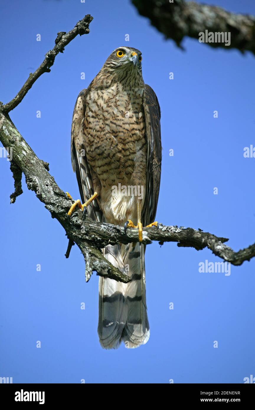European Sparrowhawk, accipiter nisus, Adult standing on Branch ...