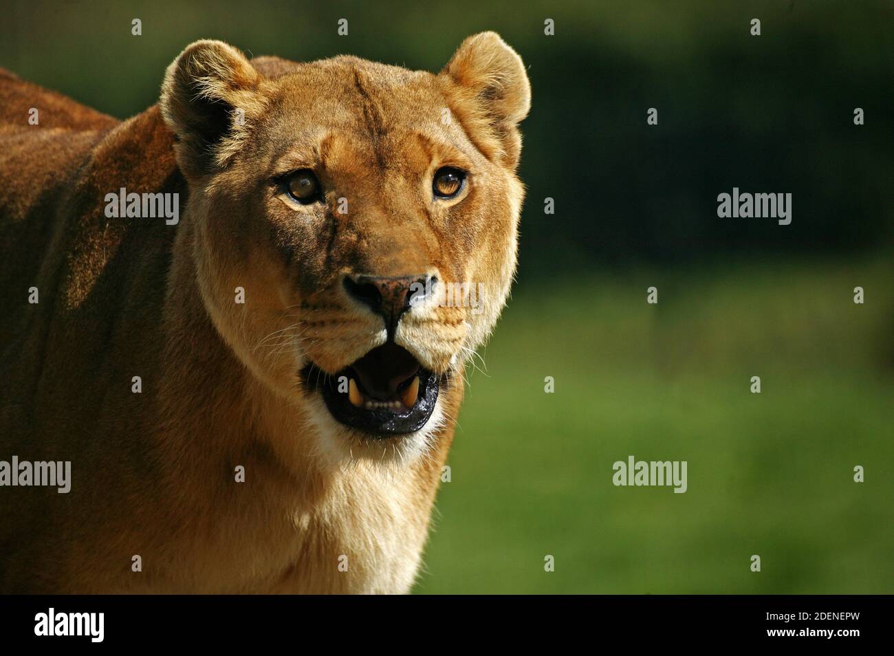 African Lion, panthera leo, Portrait of Female Stock Photo - Alamy